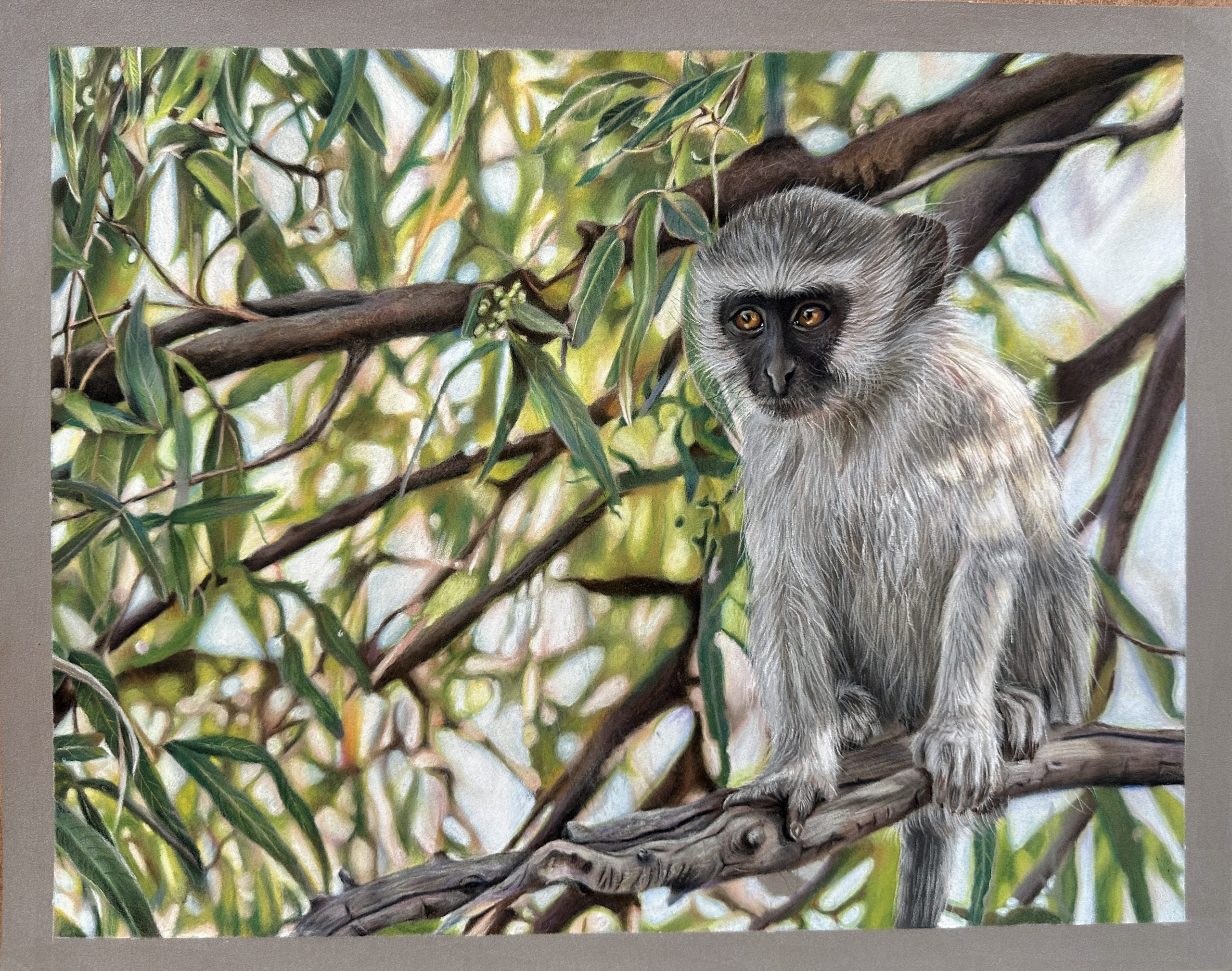 Vervet Monkey - Riekert Wessels Art